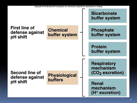 Renal Physiology AcidBase Balance Buffers System