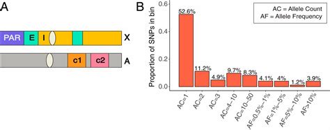 signatures of replication timing recombination and sex in the spectrum of rare variants on the