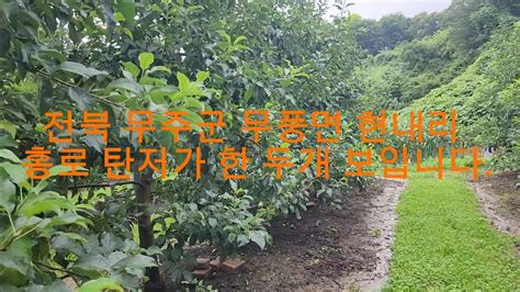 전북무주무풍현내 230715토 홍로1500평 홍로600주 사과탄저병한두개보임 사과탄저병치료 이번부터치료시작 5호농가 어디에나미생단세트추가특별자재 5월