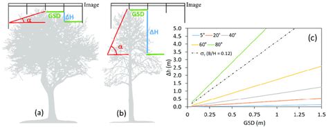 A Broadleaf Tree B Conifer Tree C ∆h Is The Height Difference Download Scientific