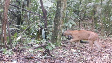 Onça Parda Biólogos E Ambientalistas Celebram Imagens De Duas
