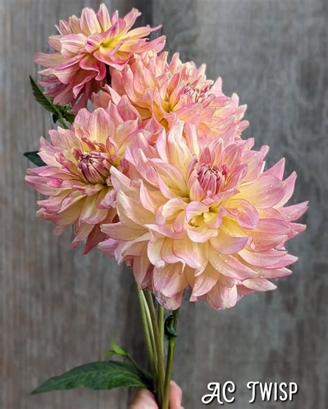 Ac Twisp Dandelion Lane Dahlias