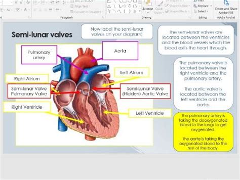 OCR GCSE PE Cardiovascular System Teaching Resources