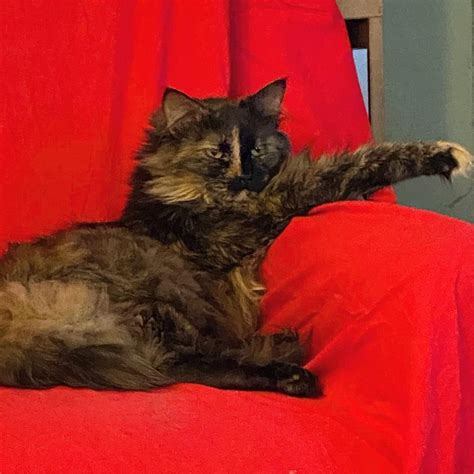 Dooneese Just Chillin Rtorties