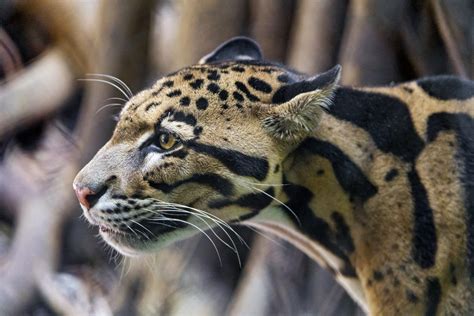 The Clouded Leopard S P E C I E S
