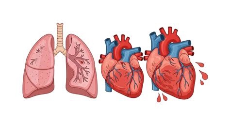 Copds Impact On Heart Health Complications And Care