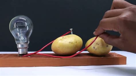 Potato Light Bulb Science Fair Project Shelly Lighting