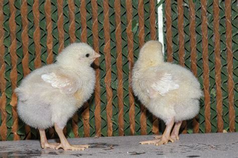 Young Chicks At A Barn In A Poultry Farm Stock Image Image Of Cute