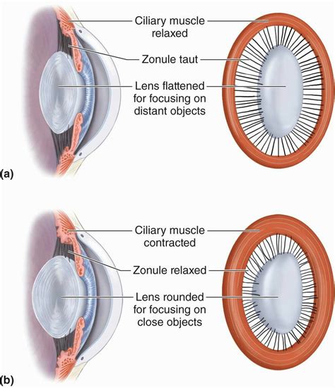 Ciliary Muscle Diagram