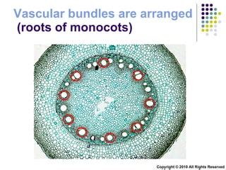Chapter 9 Transport In Plants Lesson 1 Monocotyledons And Dicot Ppt