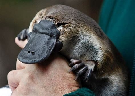 Platypus Alchetron The Free Social Encyclopedia