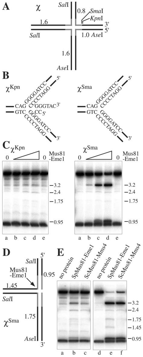 Cleavage Of A Replication Fork Structure By Mus81eme1 And Mus81 Mms4