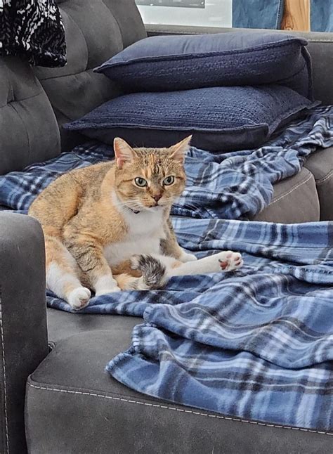 My Derpy Kitty Cleo R Calicokittys