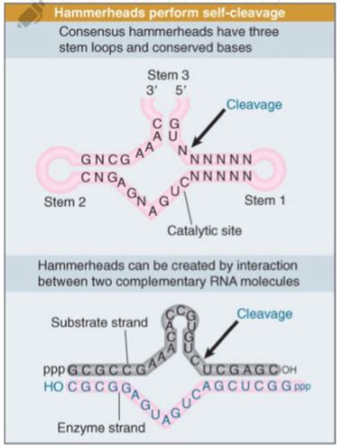 Biochem I Lecture 3 Flashcards Quizlet