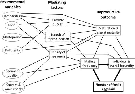 Conceptual Model For The Variables That Affect The Reproductive Output