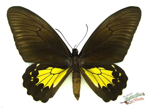 Troides Oblongomaculatus Papuensis Papua New Guinea World Of Butterflies And Moths