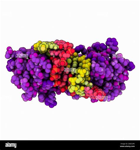 Human Tata Binding Protein Complexed With Dna Deoxyribonucleic Acid