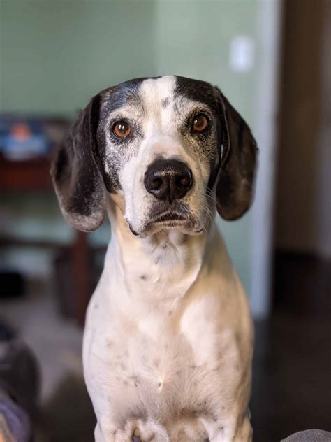 Lab Pointer Beagle Mix At Leslie Hackett Blog