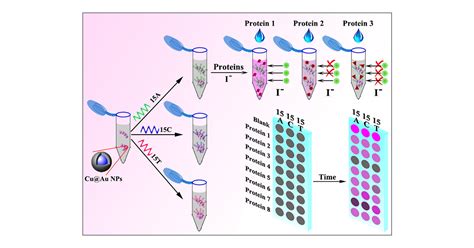 Iodide Responsive Cuau Nanoparticle Based Colorimetric Sensor Array For Protein Discrimination