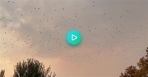 Bird Migration In Longmont Colorado Album On Imgur
