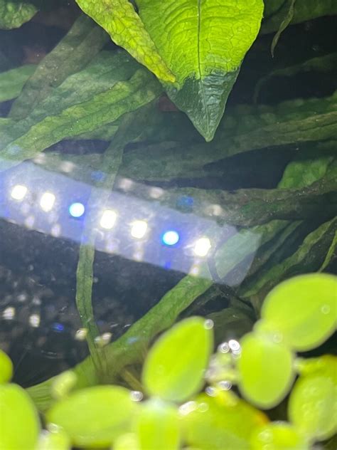 Nutrient Deficiency With My Java Fern Plants Algae And Fertilizers