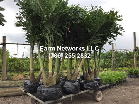 15 Gallon Triple Christmas Palm Trees South Florida Clusia