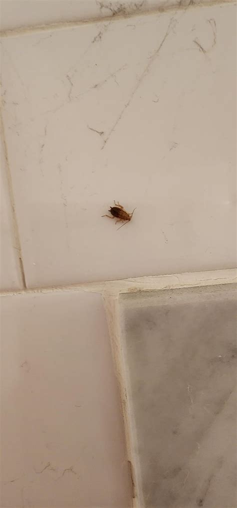 Is This A Typical Outdoor Woods Roach Found In Massachusetts R