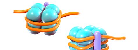 Histone Structure Flippednormals