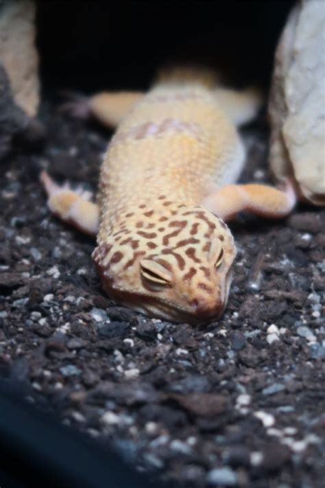 Leopard Gecko Sleeping