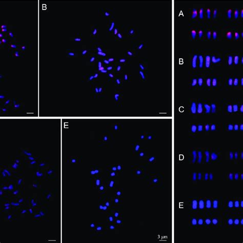 Chromosomal Karyotype A And Idiogram B In Polyploid Chinese Cherry Download Scientific
