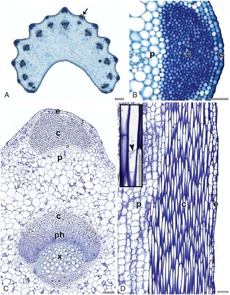 Celery Leaf Cell At Ann Sexton Blog