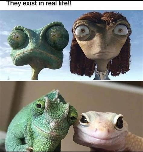 Calango Meme By Necroedu Memedroid