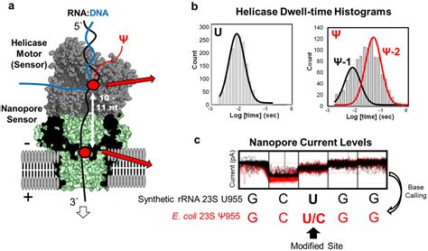 Bisulfite And Nanopore Sequencing For Pseudouridine In Rna Pmc