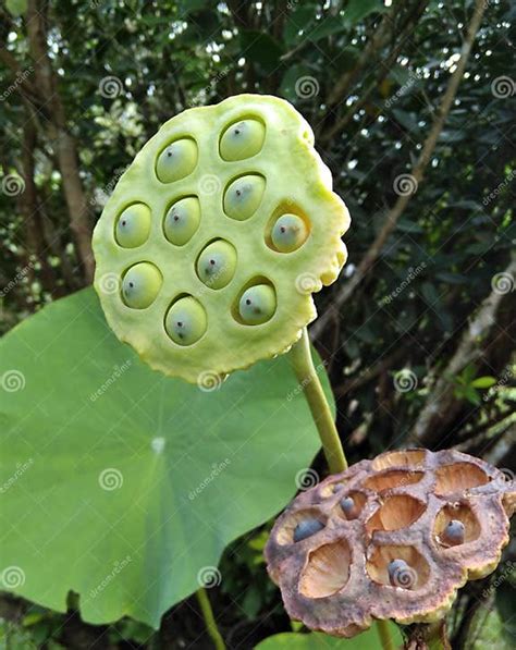 Lotus Seed Imature Pod And Dried Seed Pod Stock Image Image Of Flower