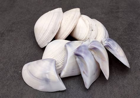 Purple Common Pipi Clam Seashells Donax Deltoides Approx 10 Shells 2