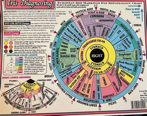 Best 12 Iridology Diagnosis Of Past Present And Future Illness From
