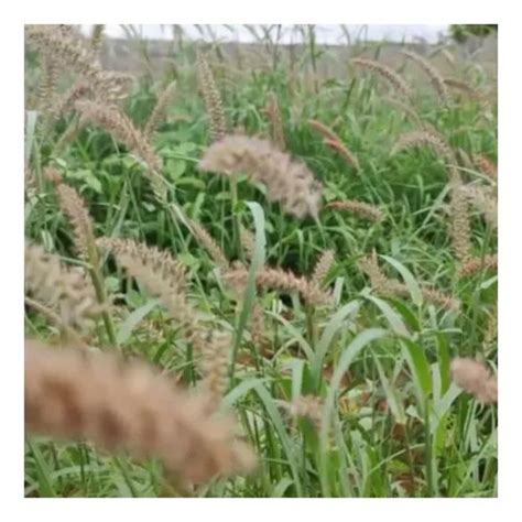 Capim Buffel Grass 500g Sementes Mercadolivre