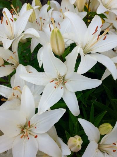 I Always Have The Most Beautiful Lilies Tumbex