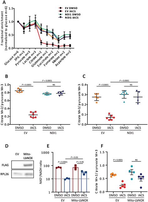 Ndi1 Normalizes Labeling In Tca Cycle Intermediates Following