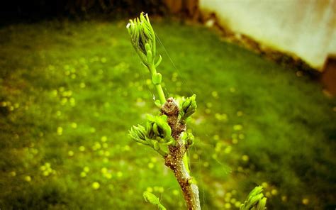 매크로 녹색 자연 풍경 벽지 녹색 잎이 많은 식물 Hd 배경 화면 Wallpaperbetter