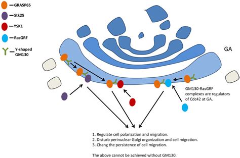 The Role Of Gm130 In Nervous System Diseases Pmc