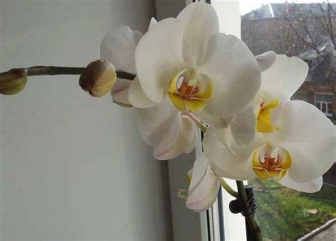 რჩევები როგორ გადავარჩინოთ ორქიდეა თუ საყვავილე ღერო გადატყდა რჩევები ვივიენისგან