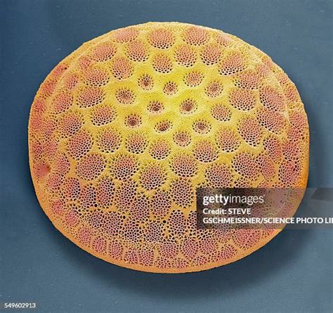 Bacillariophyceae Photos And Premium High Res Pictures Getty Images