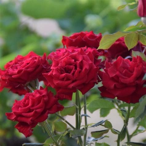 Купить Роза "Родос" (Rosa Rhodos) от 799 руб. в интернет-магазине ...