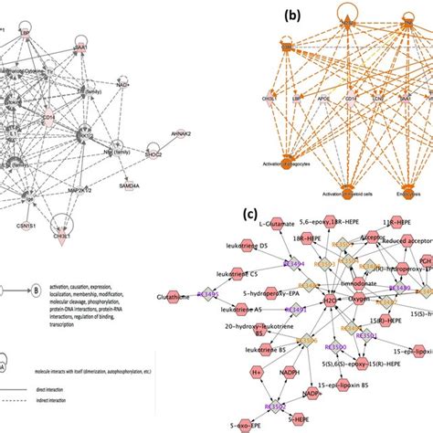 Pathway Analysis Using Ipa And Metascape A Ingenuity Pathway Analysis Download Scientific