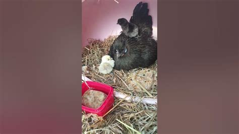 모성애ㅡ세상 귀한 내새끼ㅡ하룻병아리 엄마닭 무등타고ㅡ 추워하는 아가는 품어주고 놀고싶은 아가 등에 업고 물먹는 엄마 Youtube