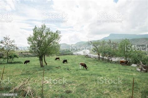 소박한 풍경은 여름에 녹색 잔디와 농장을 포기 오래된 무너지는 울타리는 소와 말에 대한 산호입니다 개념은 가축 사육입니다 0명에 대한 스톡 사진 및 기타 이미지 Istock