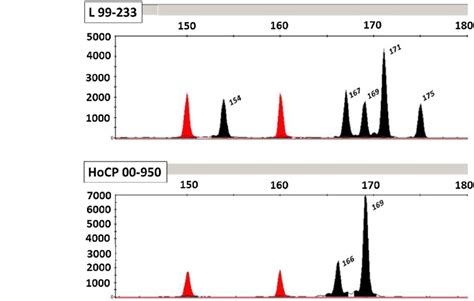 Capillary Electropherograms Edited From The Sample Plots Of Genemapper Download Scientific
