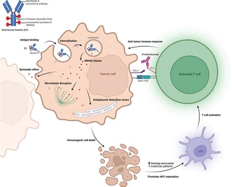 Enfortumab Vedotin And Pembrolizumab Redefining The Standard Of Care