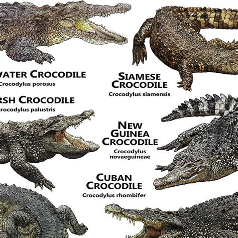 Crocodiles Of The World Poster Field Guide Signed By Artist Etsy